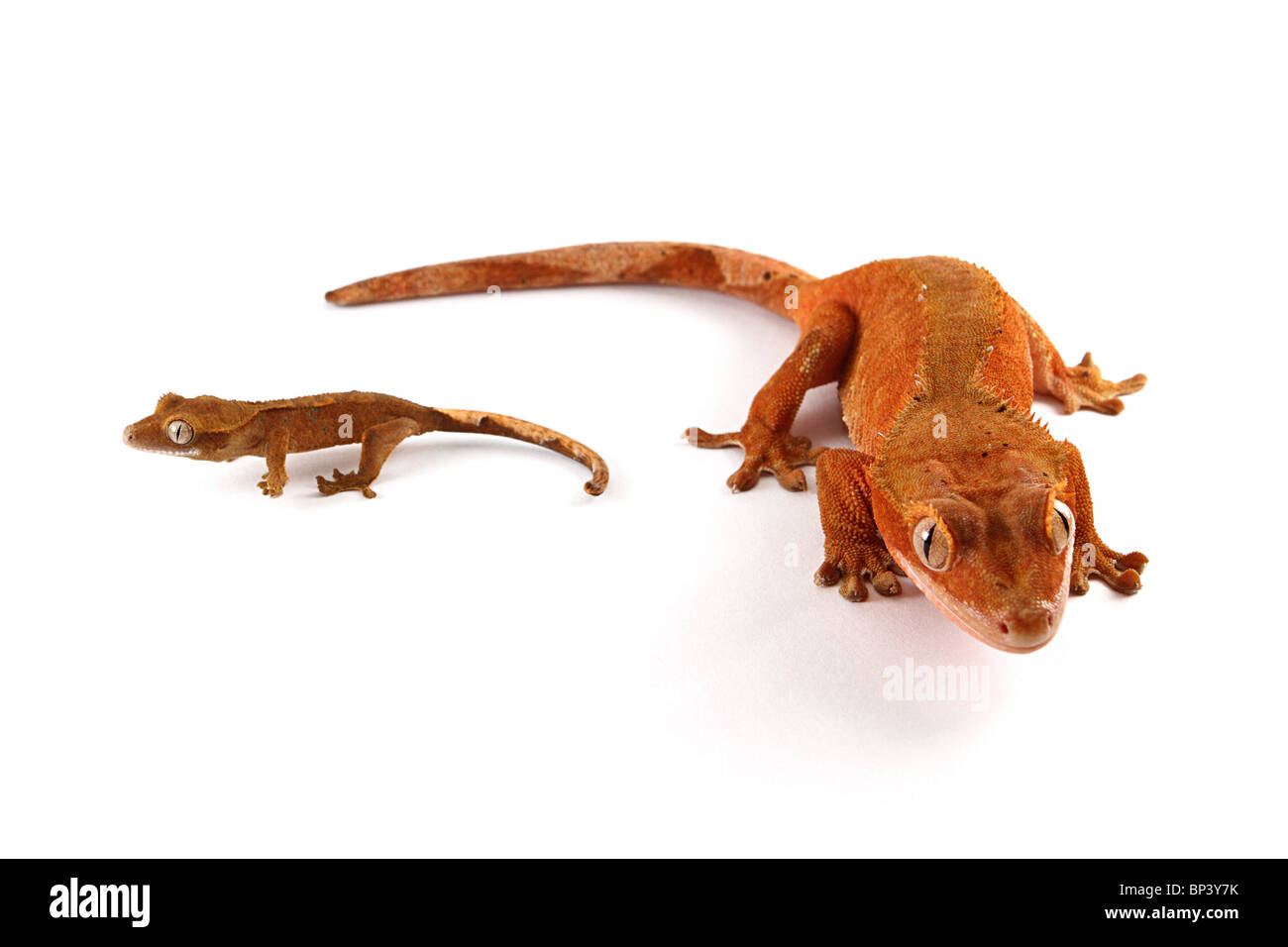 Newborn Crested Gecko
