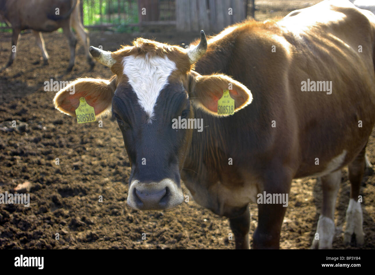 Young cow ecological farm in Bulgaria Stock Photo - Alamy