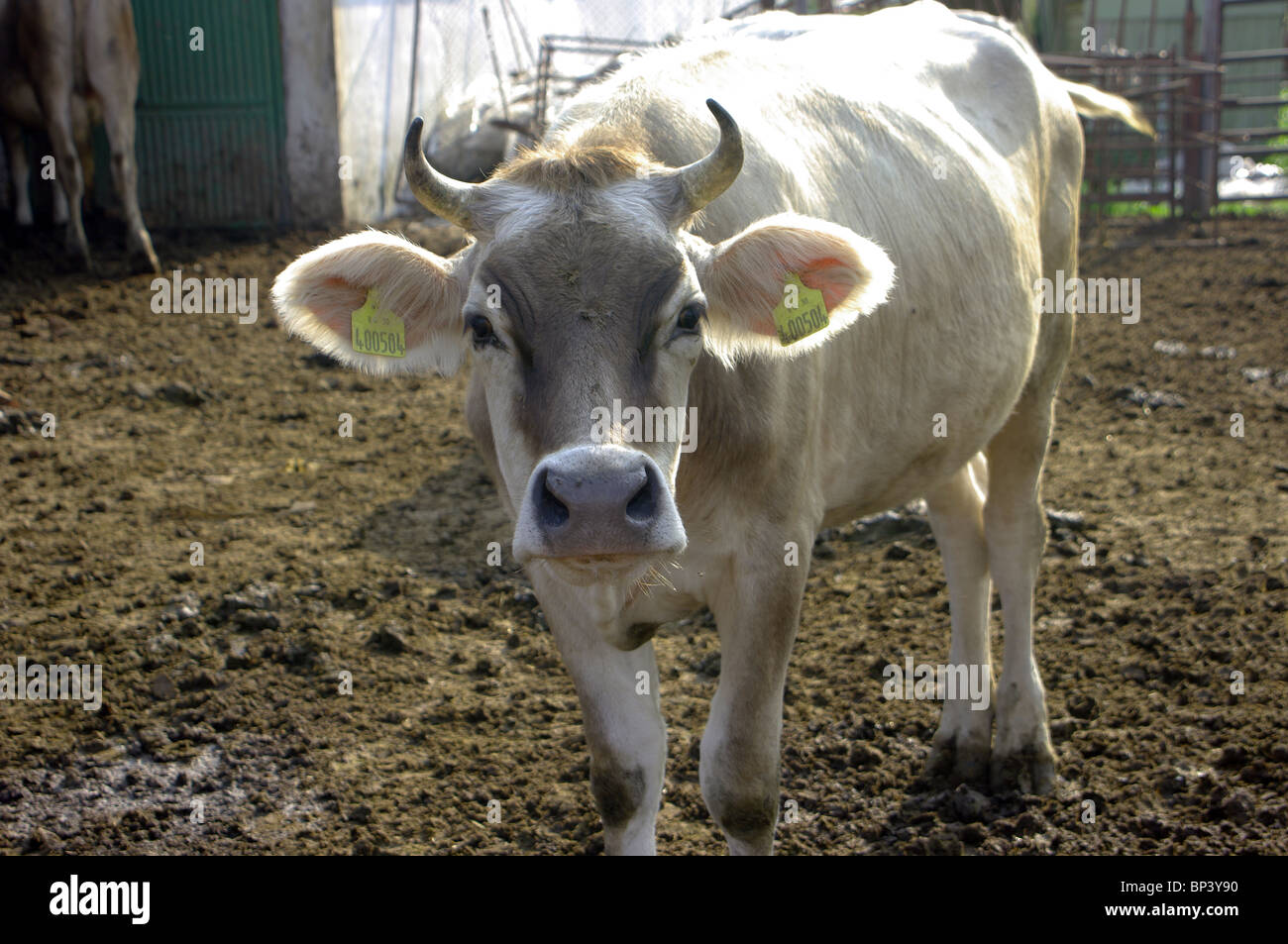 Cow milch cow milker young cow hi-res stock photography and images - Alamy