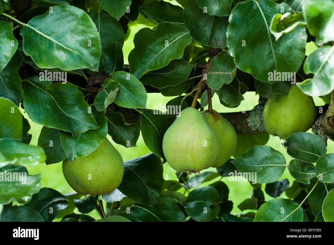 Pruning pear tree summer hi-res stock photography and images - Alamy