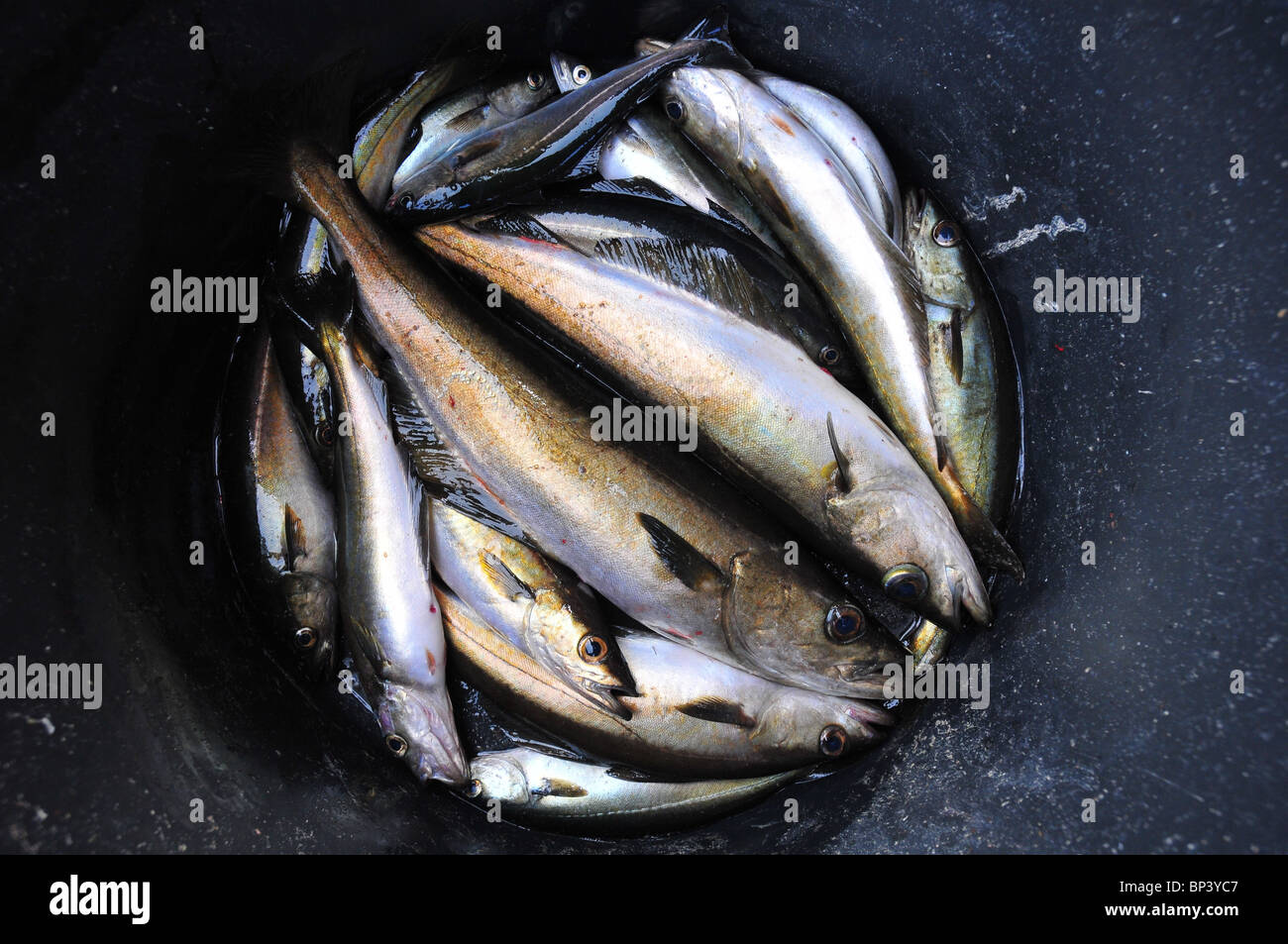 A bunch of fishes in a bucket Stock Photo - Alamy