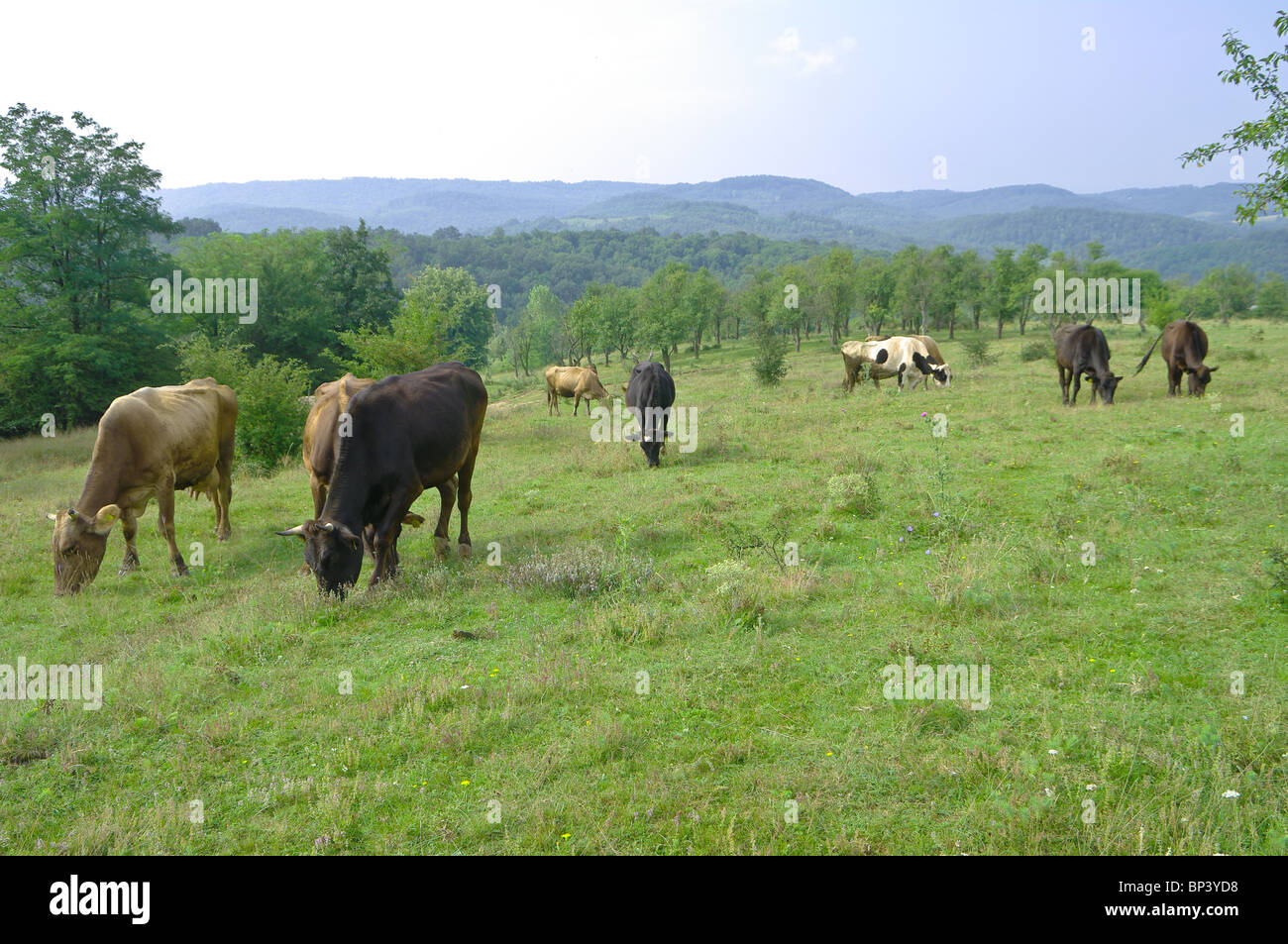 Ecological animals hi-res stock photography and images - Alamy
