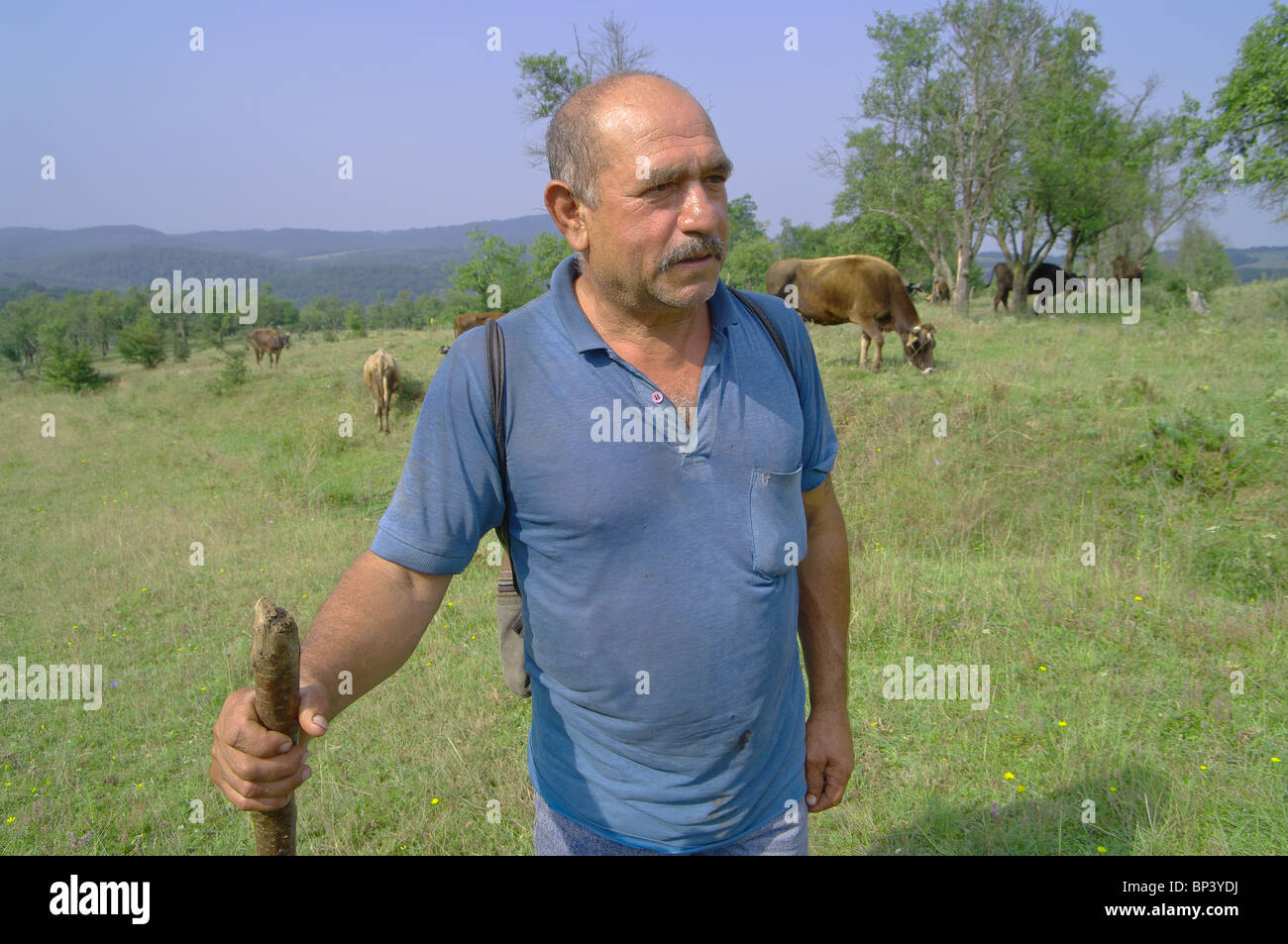 Herdsman and cow hi-res stock photography and images - Alamy
