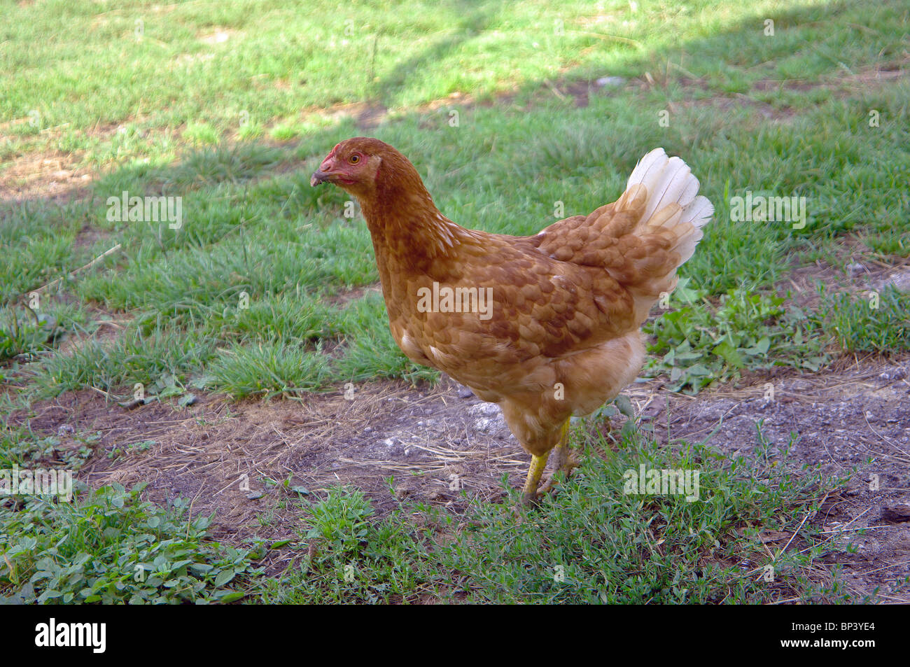 Hen fowl bird ecological farm environmental animal livestock village ...