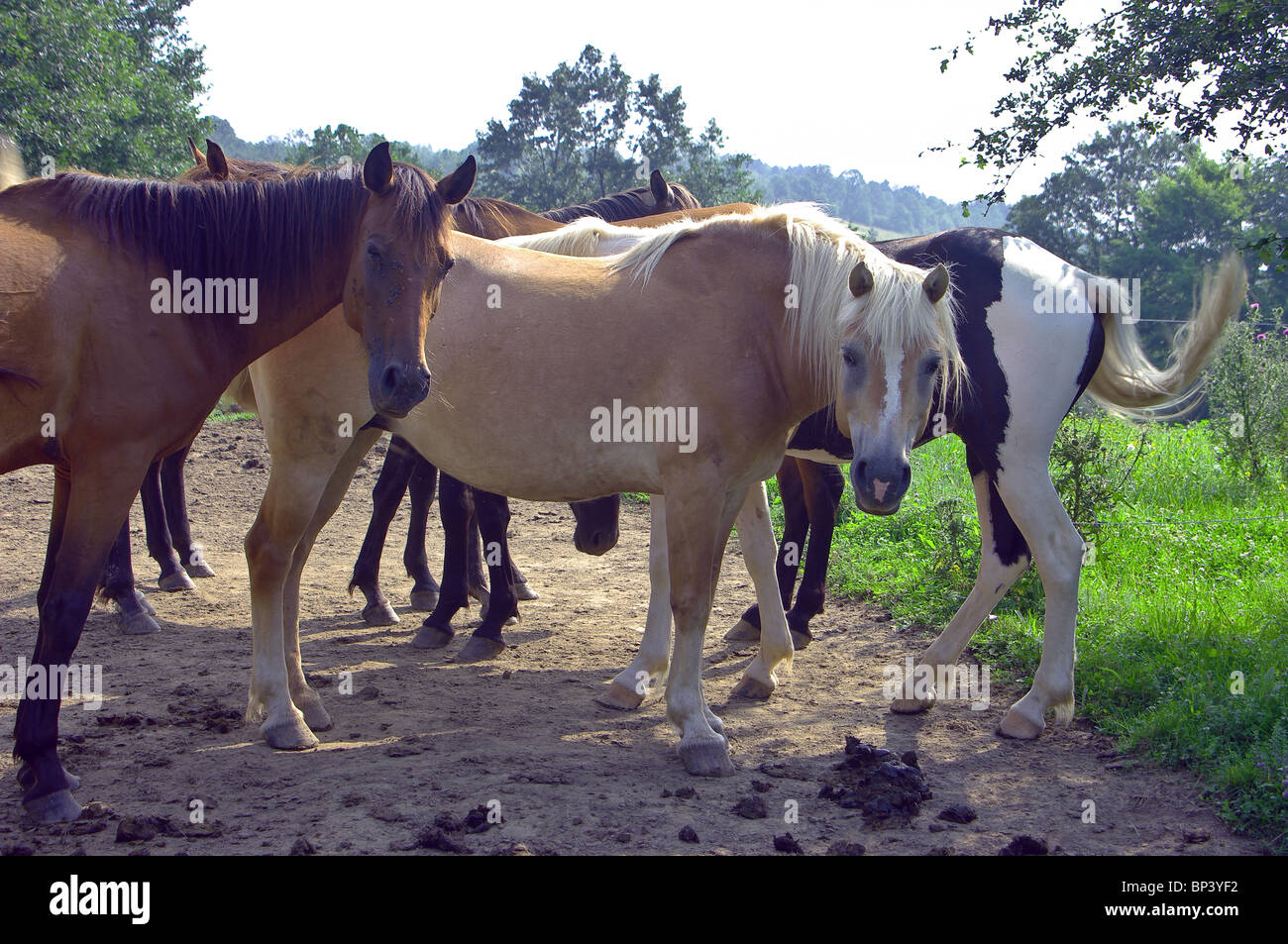 Little Farms for Horses Stock Photo - Alamy