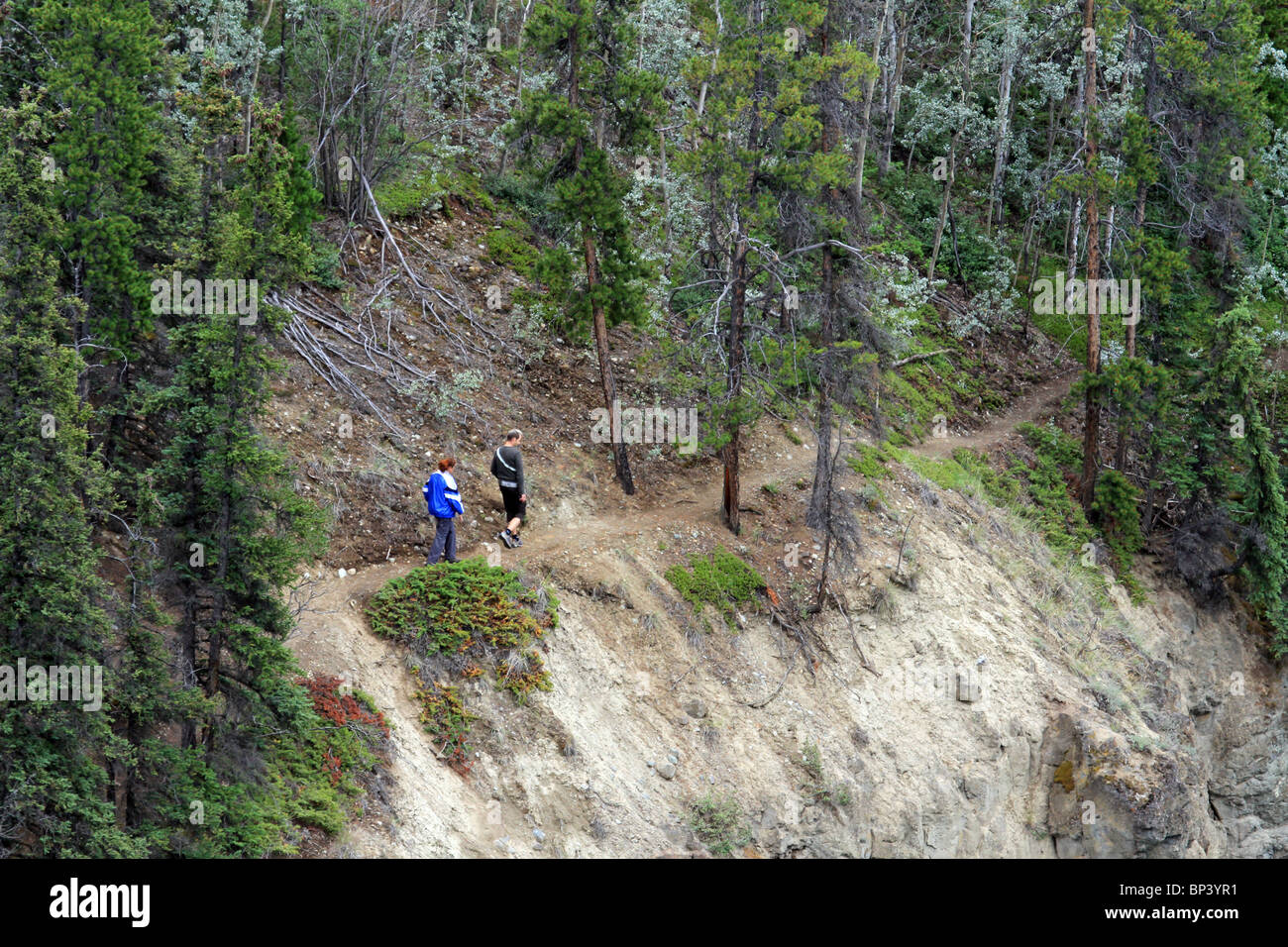 Couple hiking along steep mountain trail near Whitehorse Canada. Pine ...