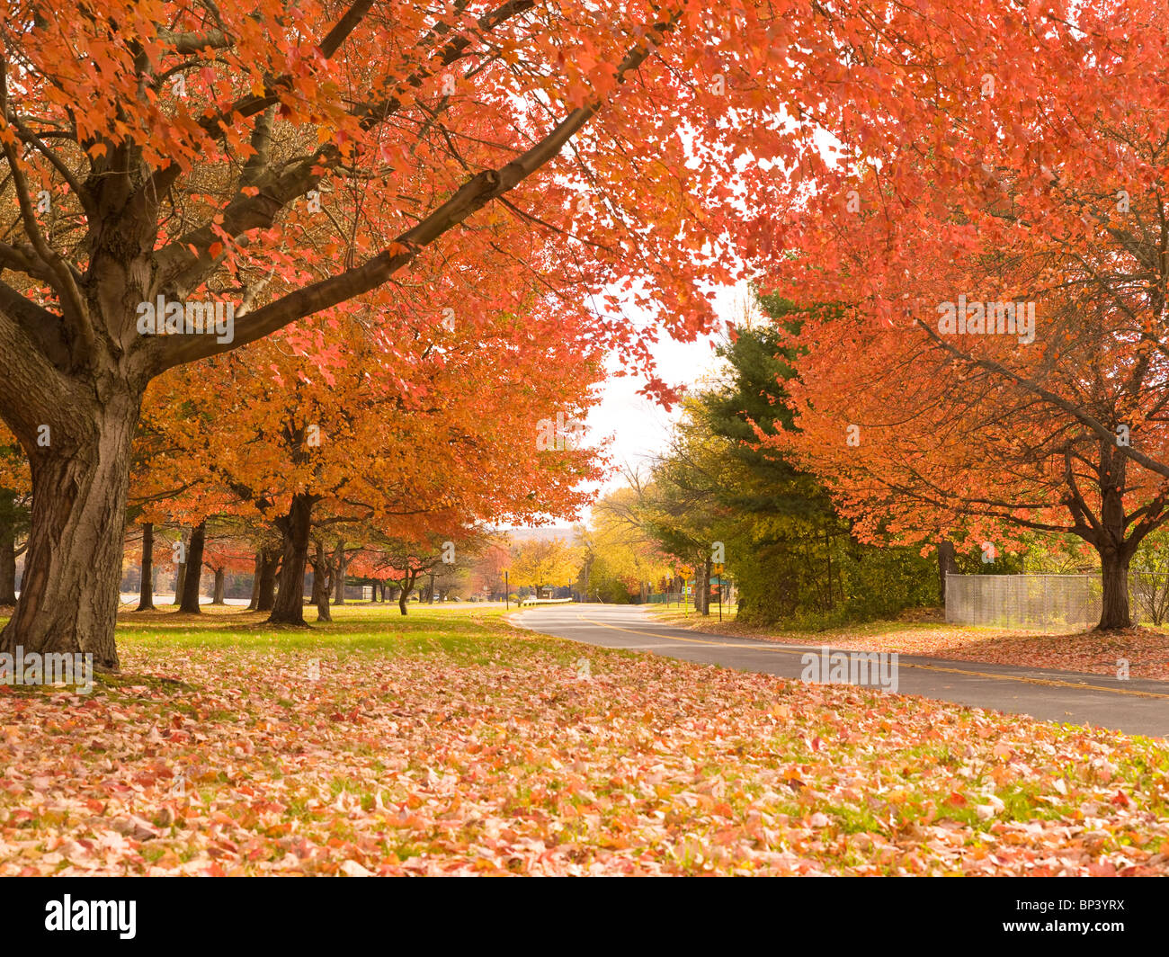 Bright autumn foliage in the park Stock Photo - Alamy