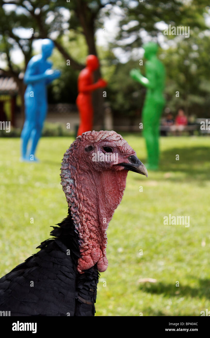 Black turkey on a garden Stock Photo - Alamy