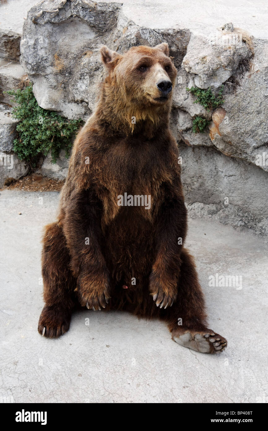 Fix bear hi-res stock photography and images - Alamy