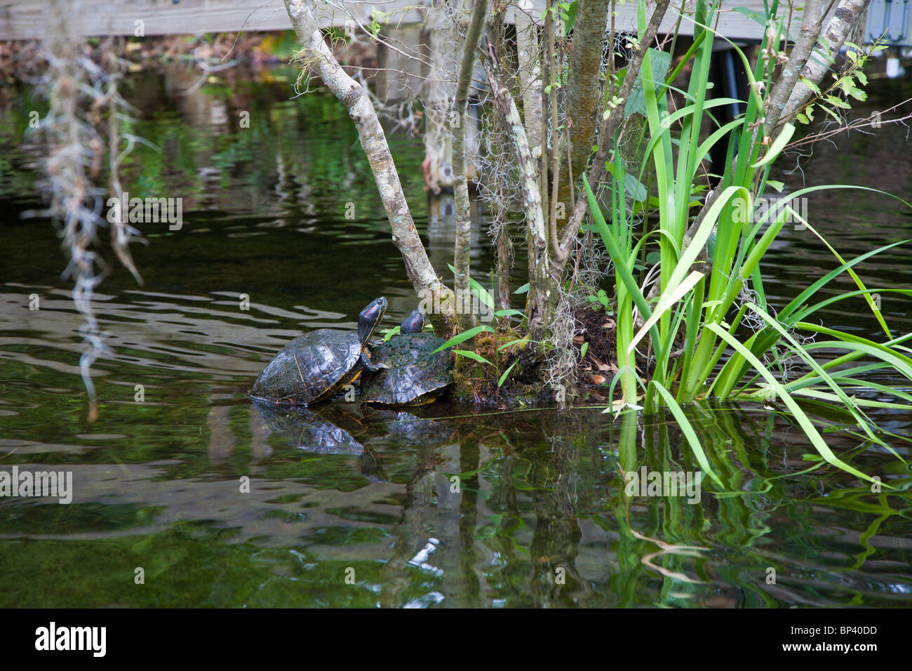 Turtles climb out of the water at the base of a shrub in Rainbow ...