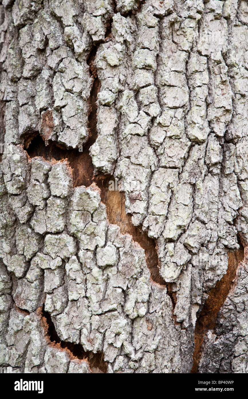 Dunnellon, FL - Apr 2010 - Cracked bark on tree in Rainbow Springs ...