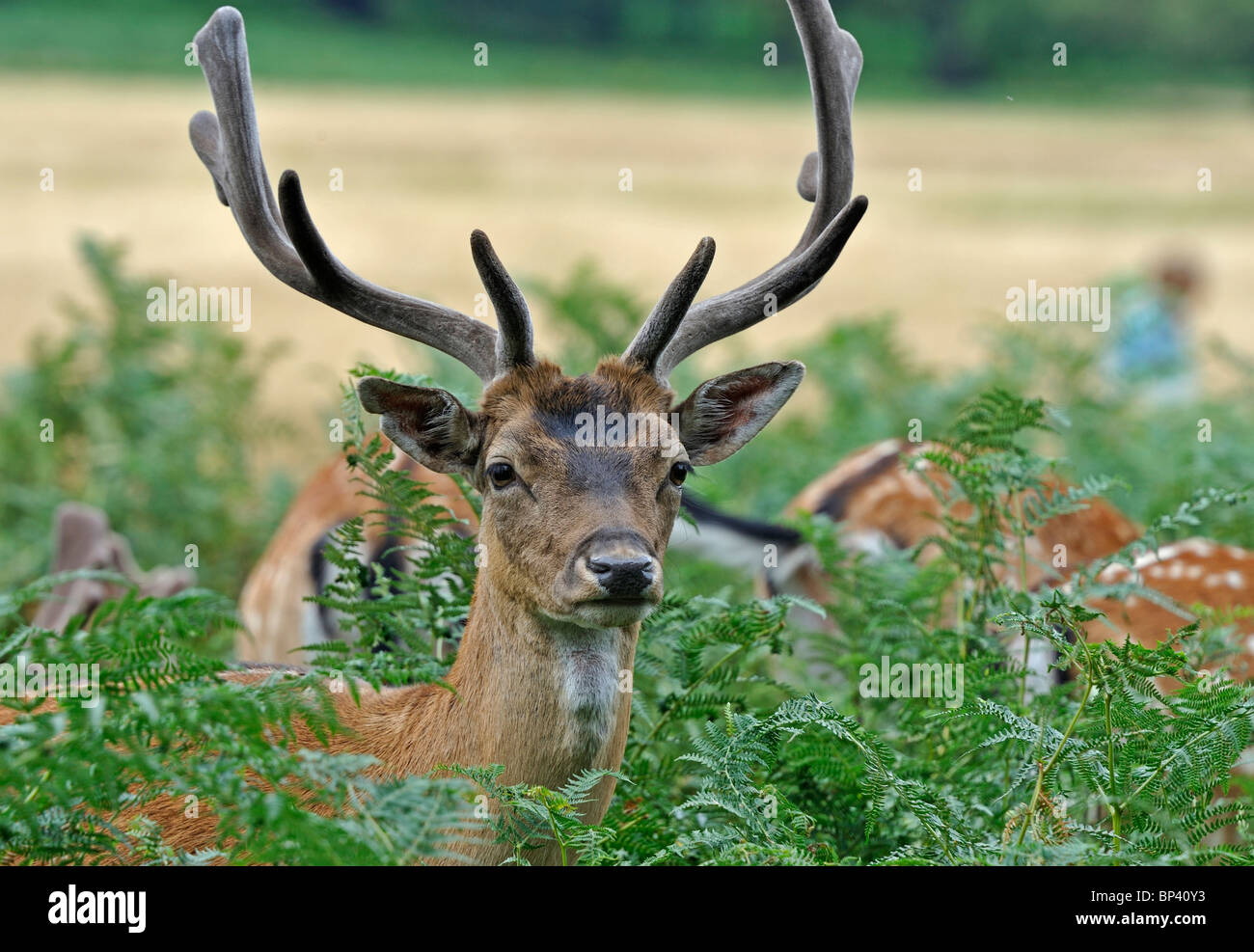 Red Deer in Ferns Stock Photo - Alamy
