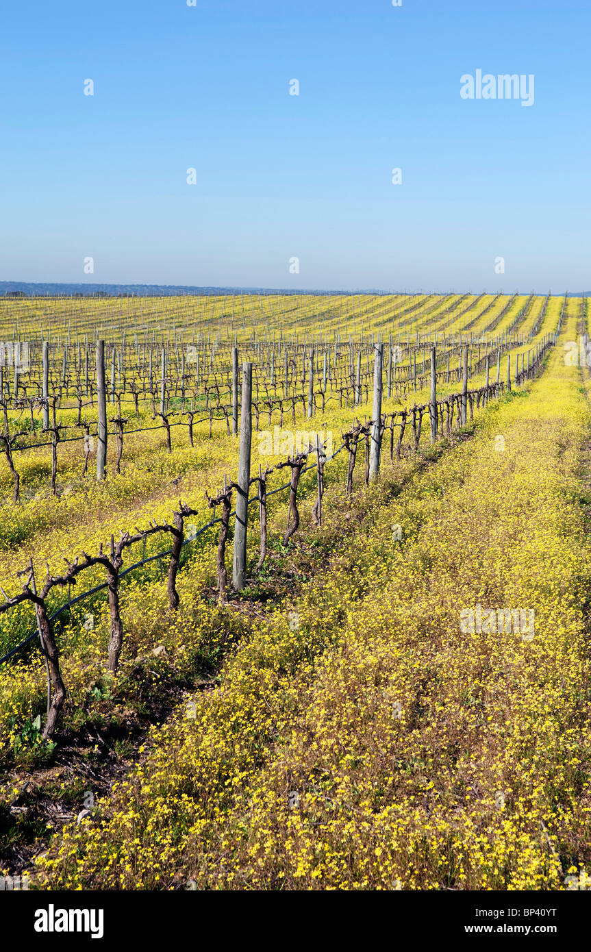 Pruned vineyard hi-res stock photography and images - Alamy