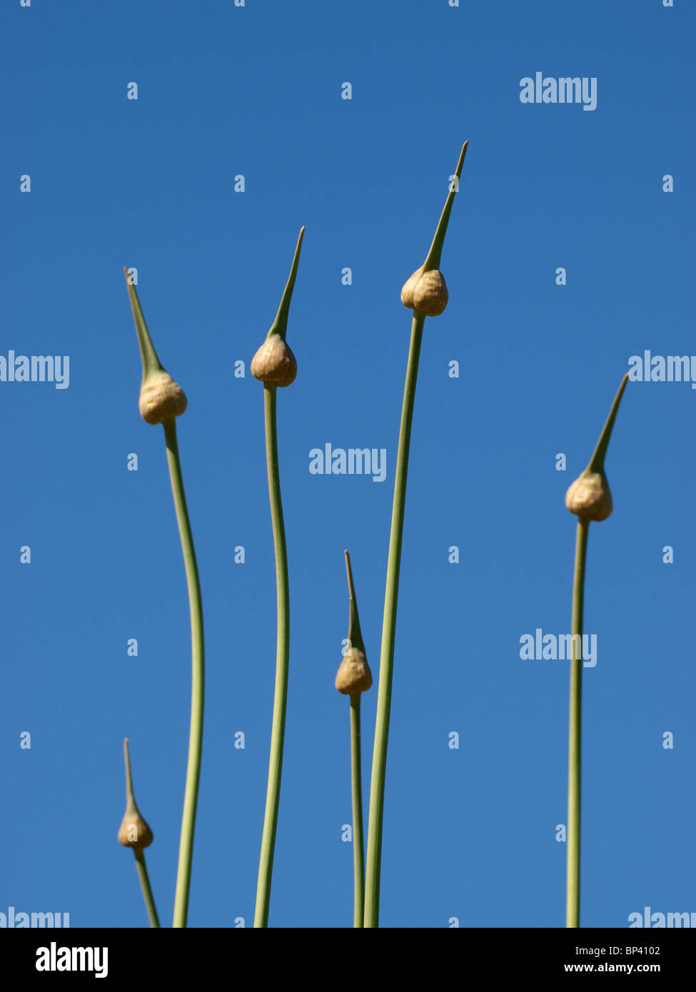 Crow garlic, Allium vineale commonly called wild onion, Cornwall, UK ...