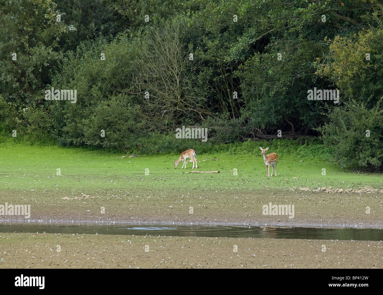 Reservoir bed hi-res stock photography and images - Alamy