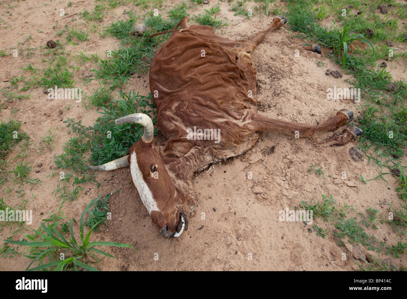 Dead livestock africa hi-res stock photography and images - Alamy