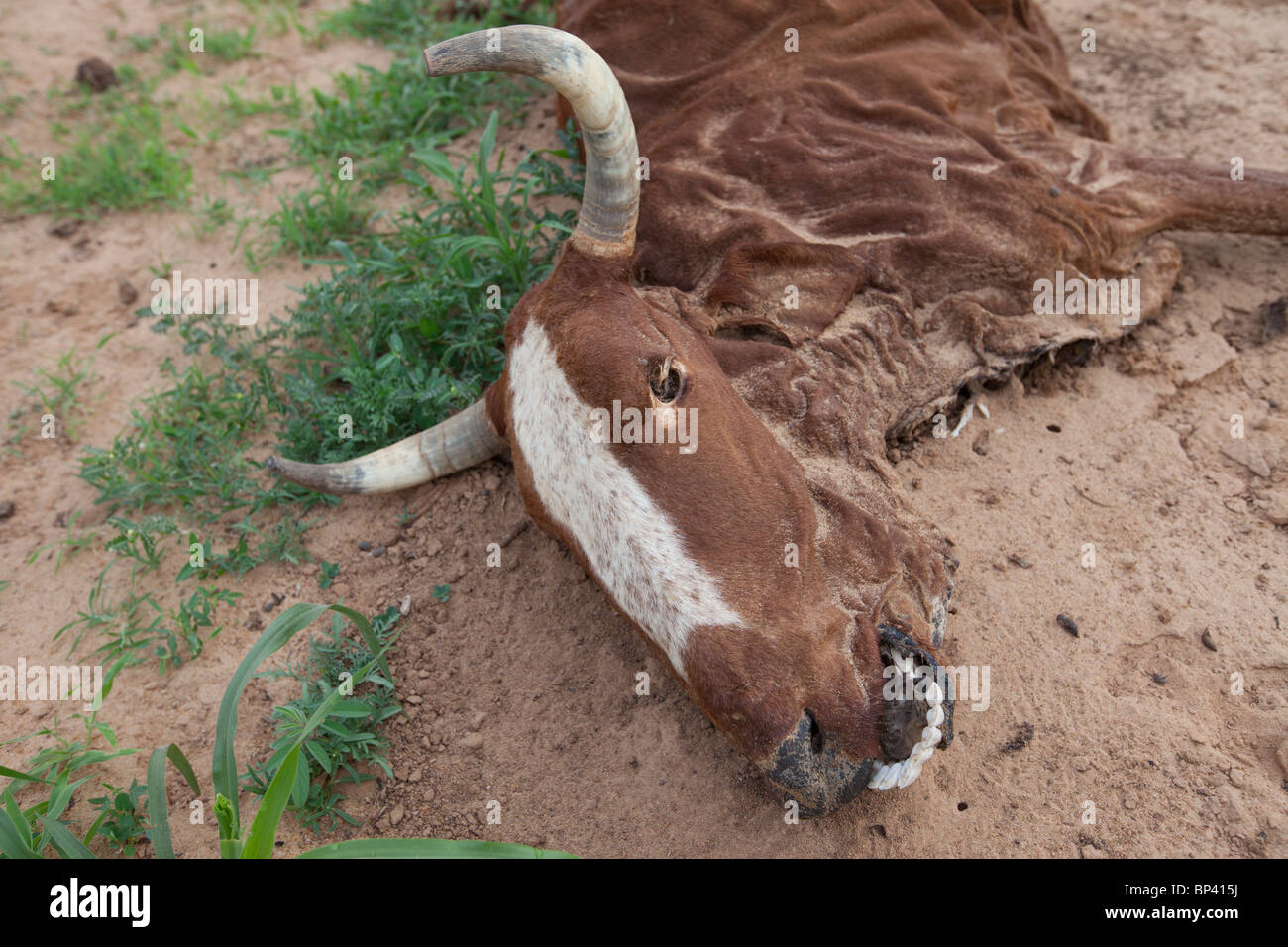 Dead livestock africa hi-res stock photography and images - Alamy