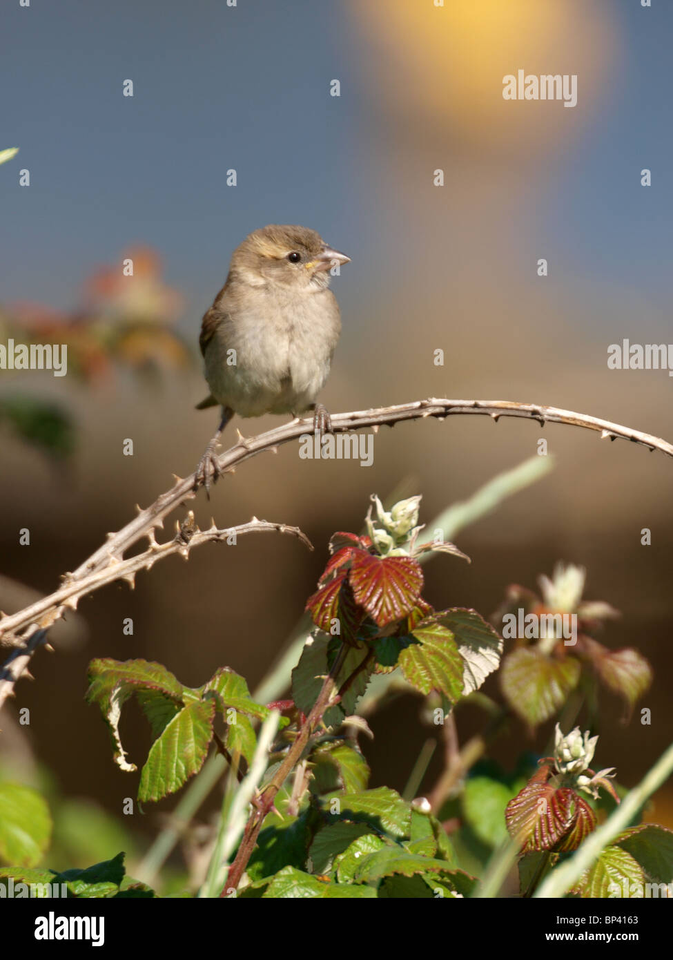 Juvenile house sparrow hi-res stock photography and images - Alamy