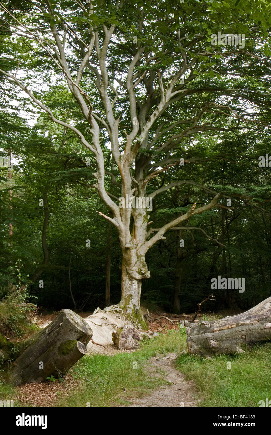 Lopped tree hi-res stock photography and images - Alamy