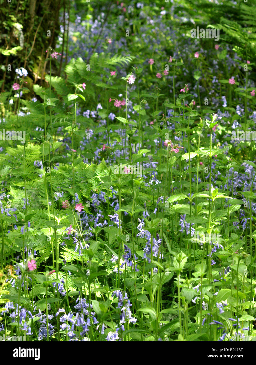 Wild flowers in the woods, Devon, UK Stock Photo - Alamy