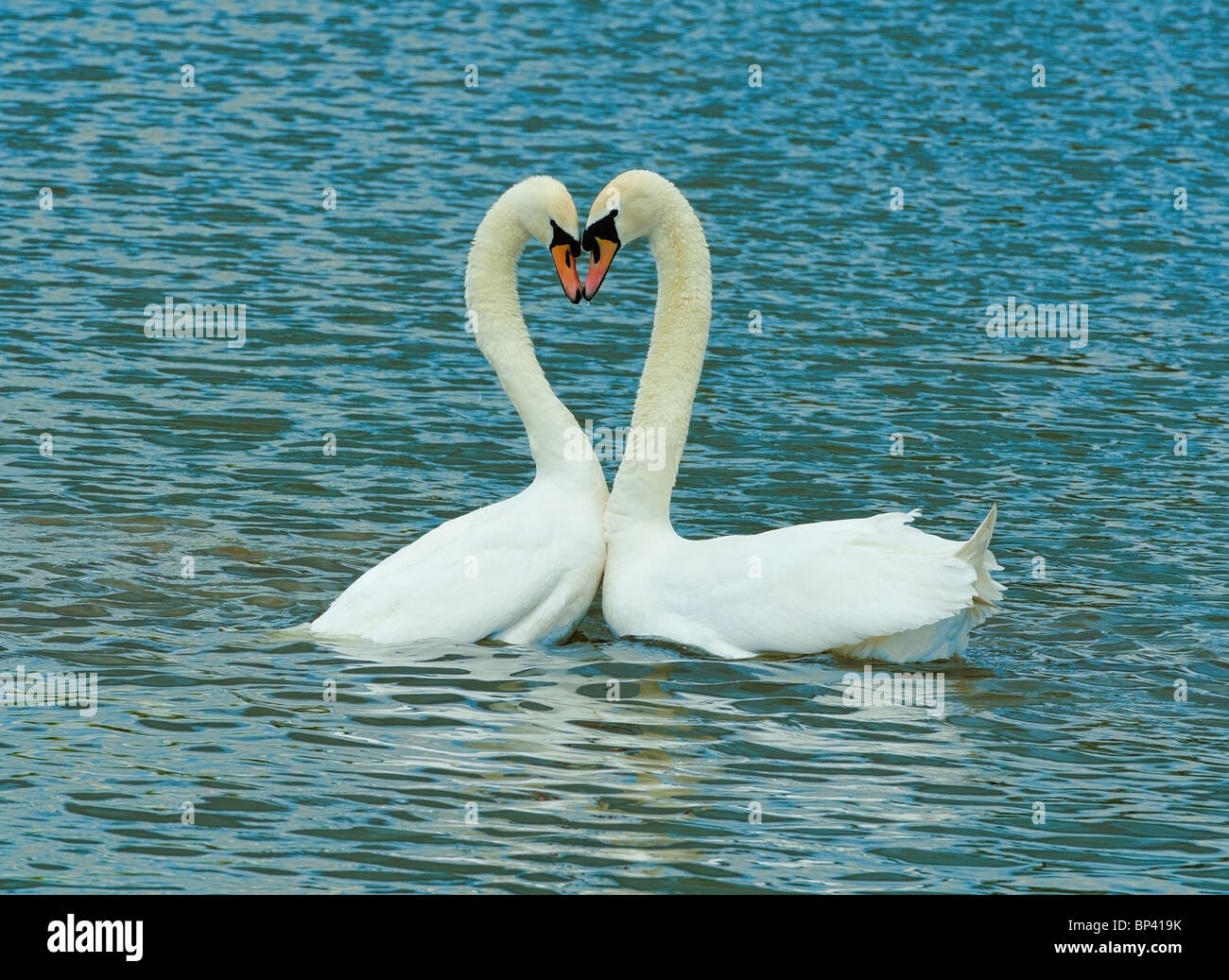 Entwined hearts hi-res stock photography and images - Alamy