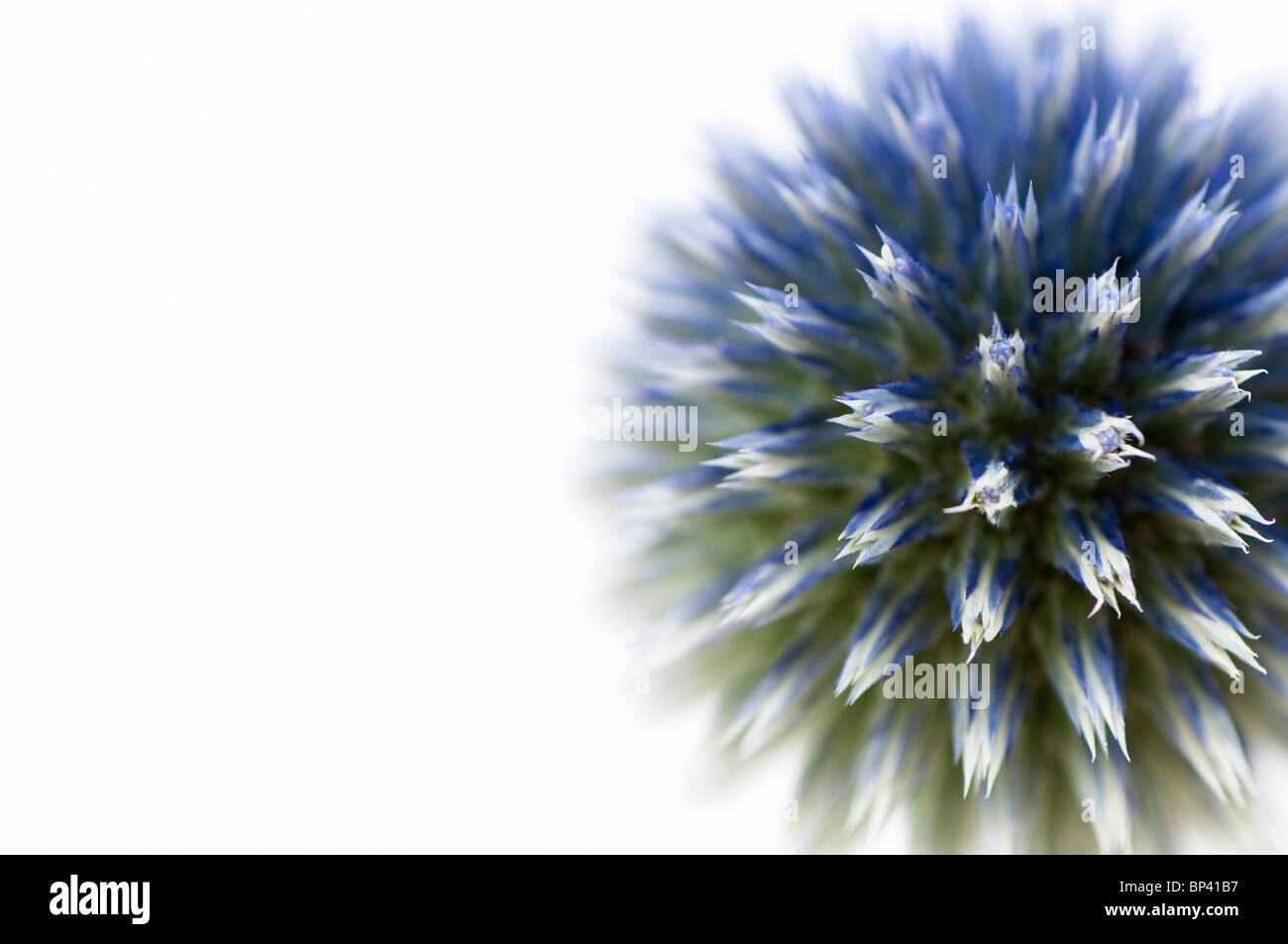 Abstract thistle hi-res stock photography and images - Alamy