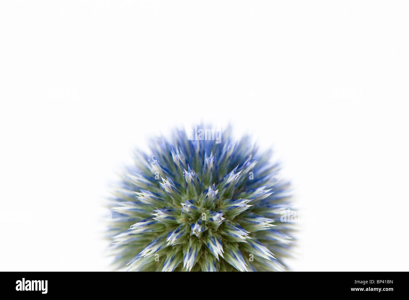 Abstract thistle hi-res stock photography and images - Alamy