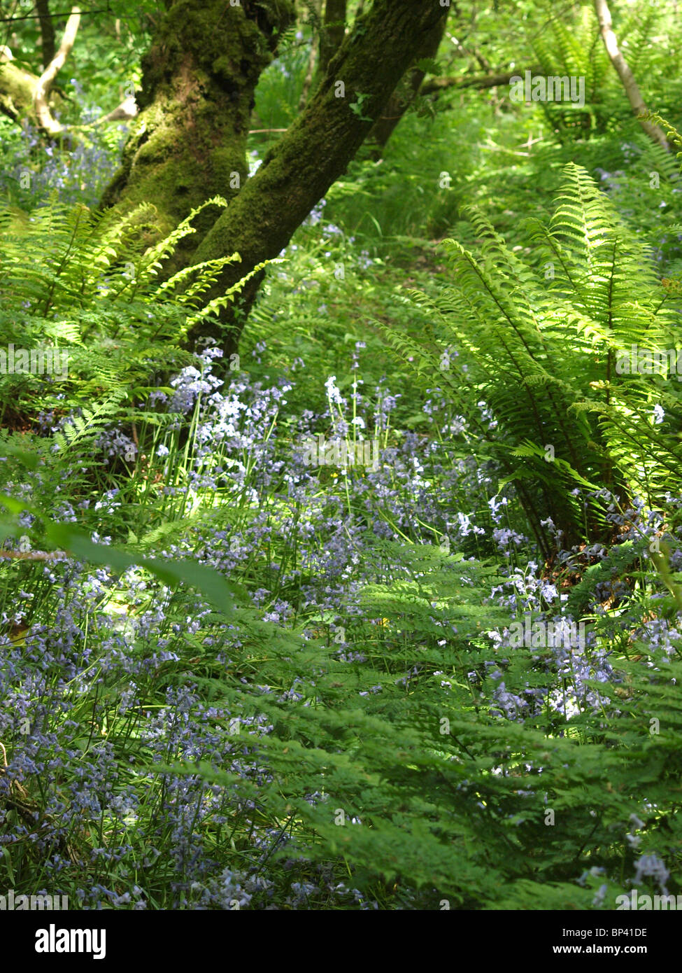 Bluebells and ferns in the woods. Devon Stock Photo - Alamy