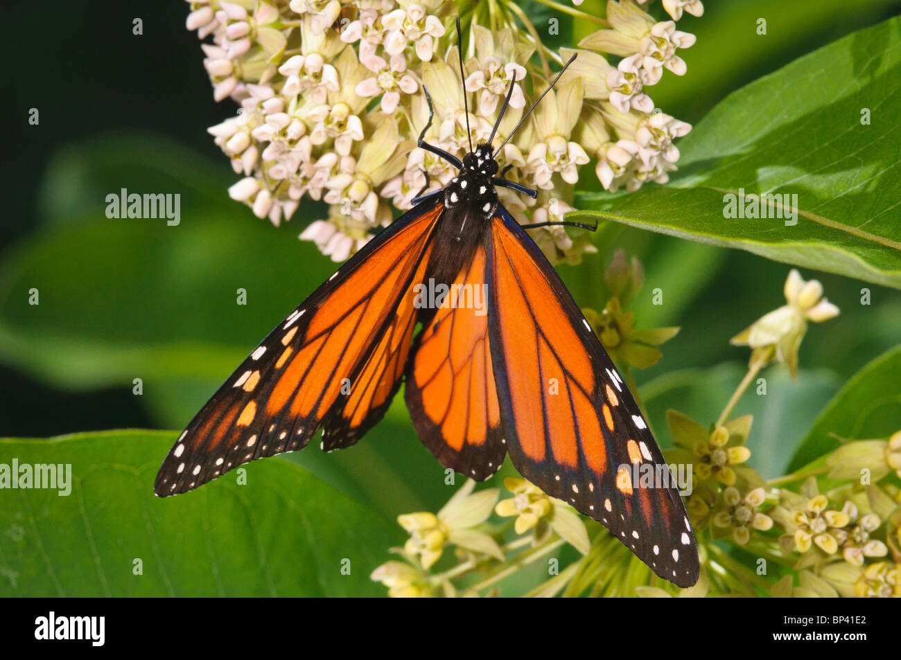 Monarch butterfly (Danaus plexippus Stock Photo - Alamy Monarch butterfly (Danaus plexippus Stock Photo - Alamy