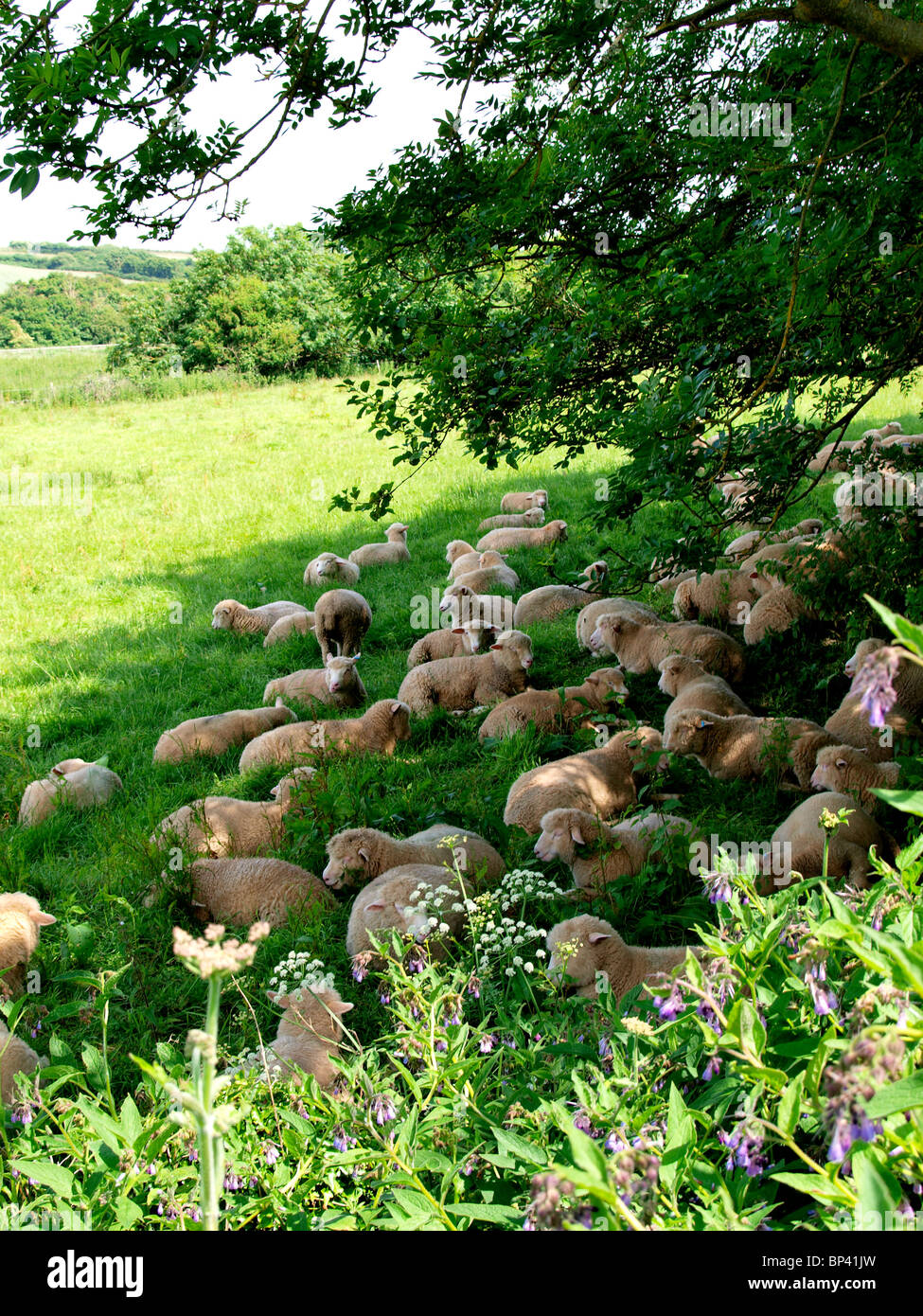 Sheep in the shade under a large tree, Bude, Cornwall, UK Stock Photo ...