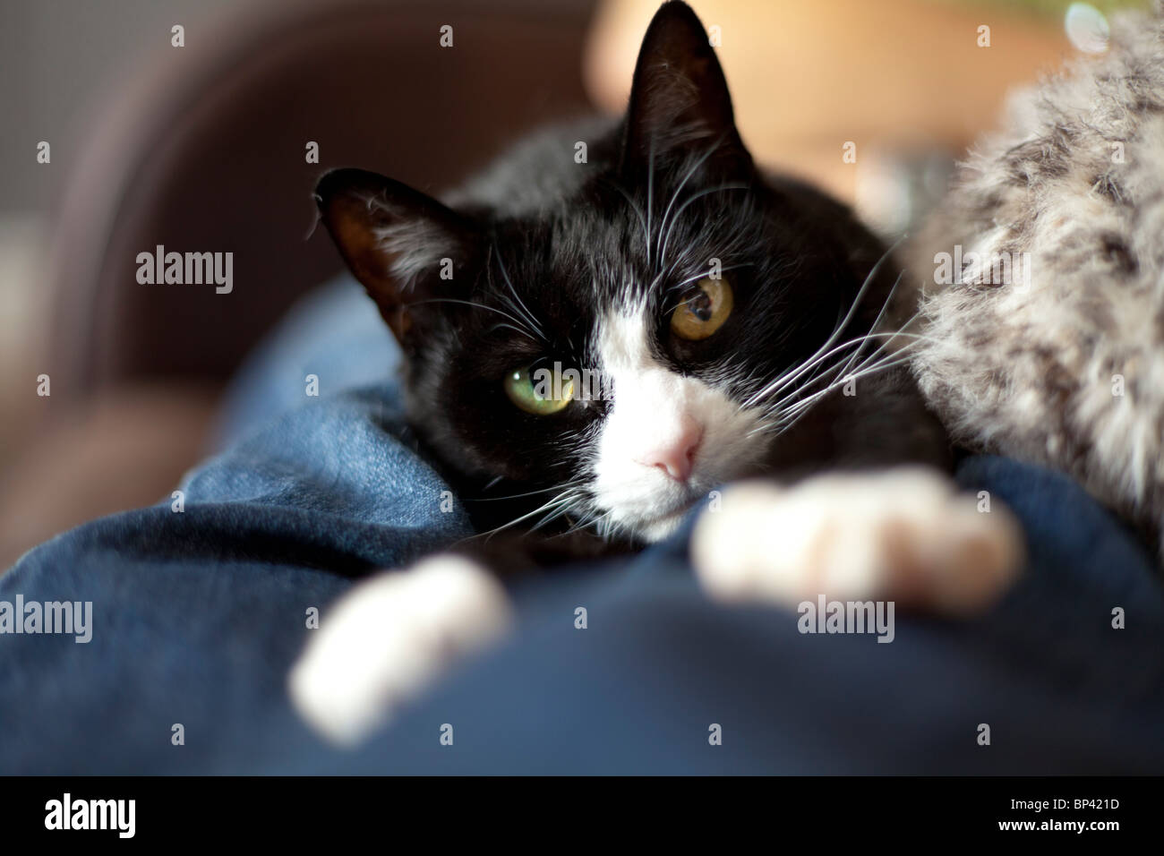 Black cat with white paws hi-res stock photography and images - Alamy