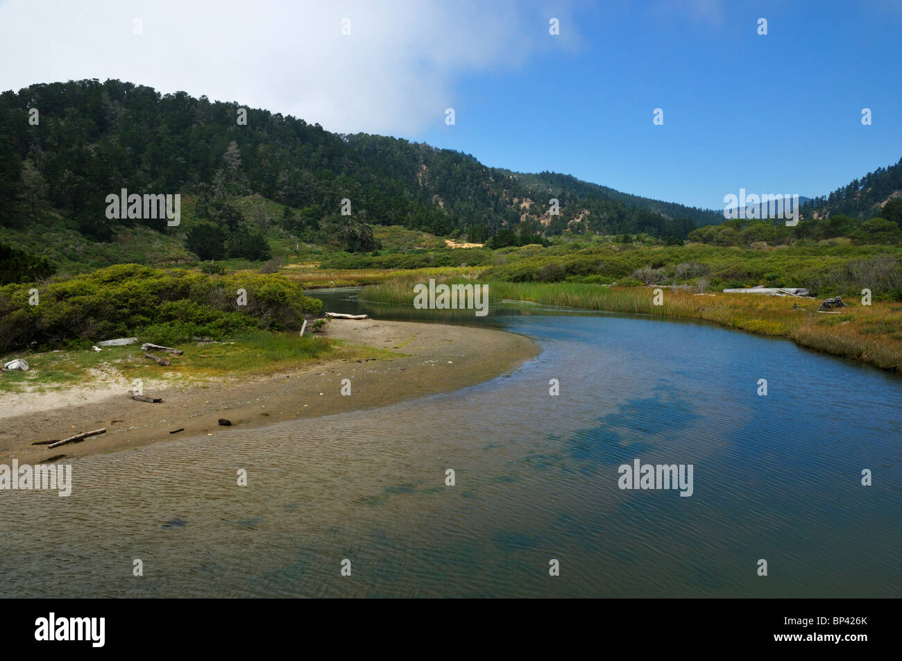 Big basin redwoods state park hi-res stock photography and images - Alamy