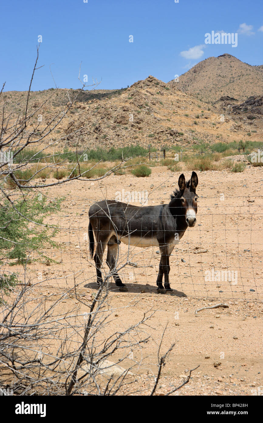 Donkey standing alone in the desert of Arizona, Hackberry, USA Stock ...