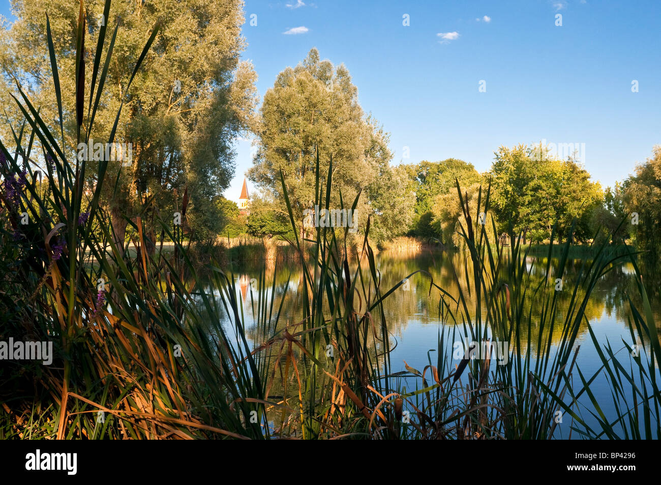 Willow trees water hi-res stock photography and images - Alamy