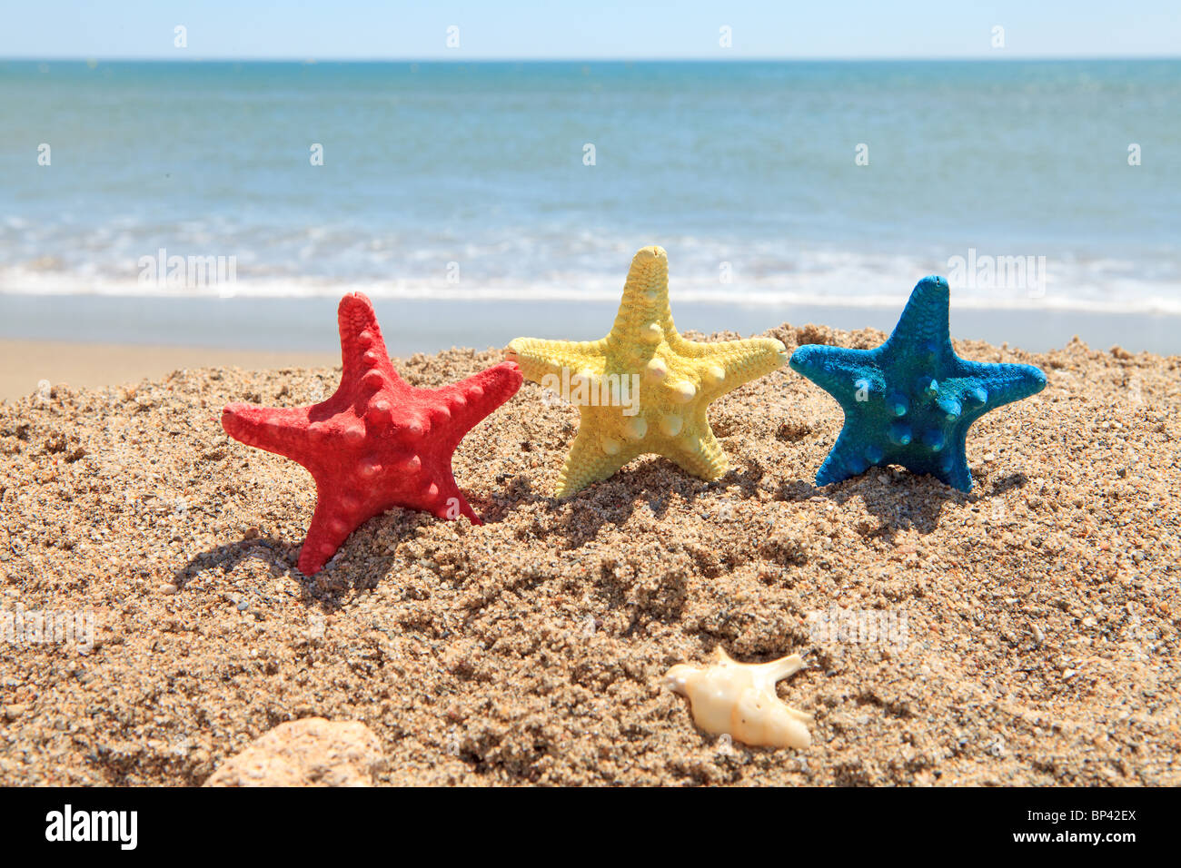 three colorful starfish and shells on the beach near the ocean on sunny ...