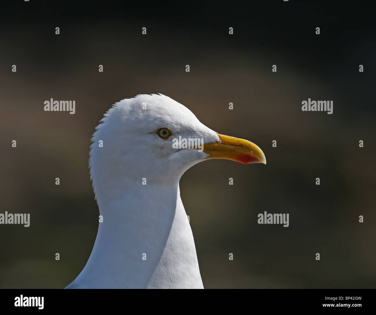 Gull close up head shot hi-res stock photography and images - Alamy