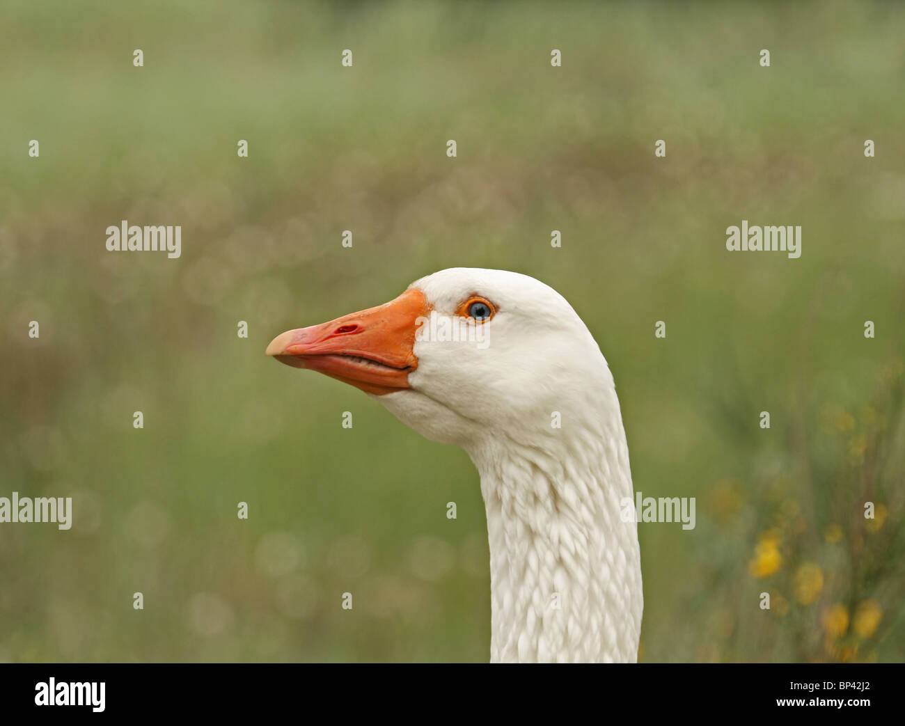 Goose head hi-res stock photography and images - Alamy