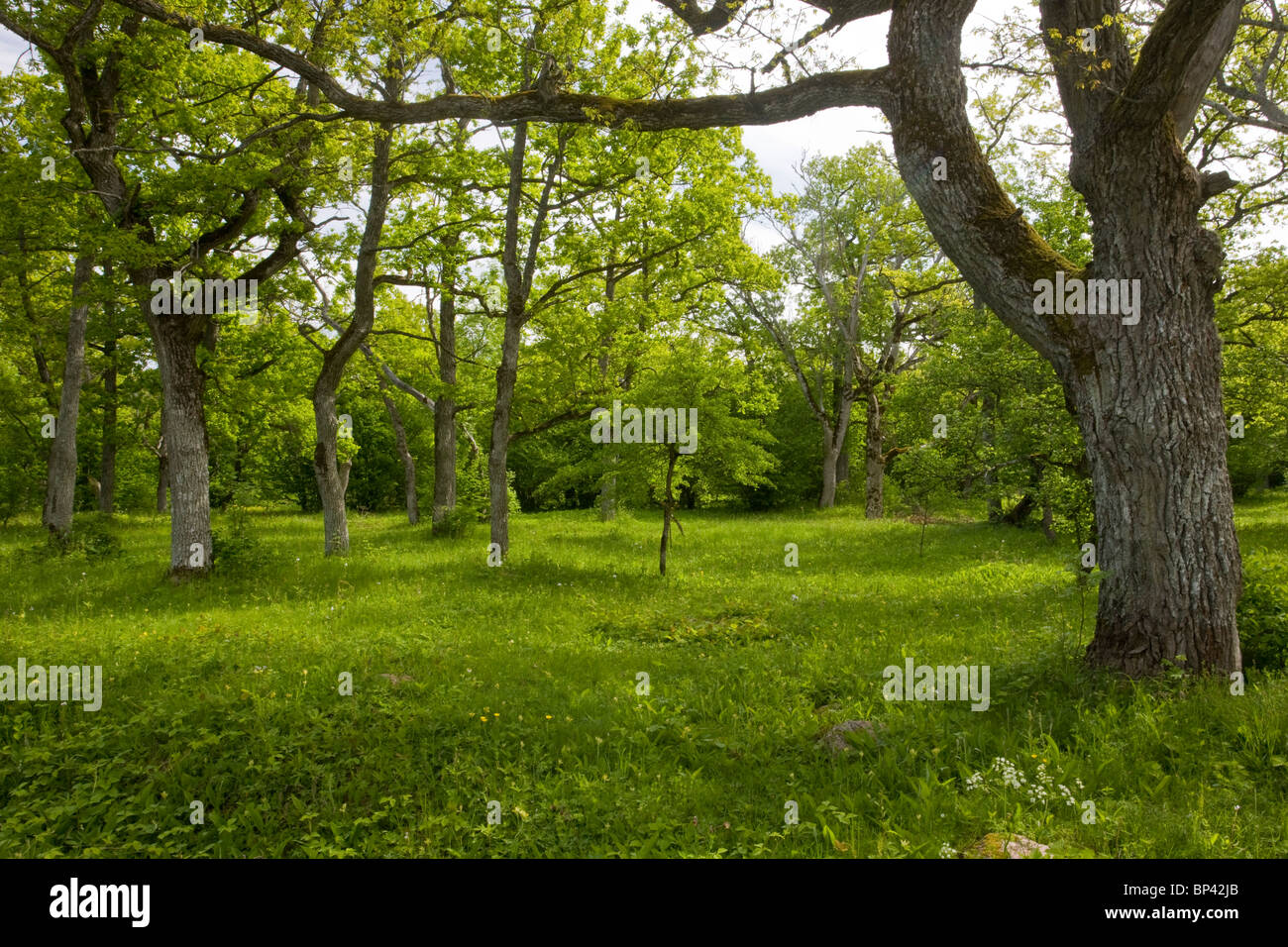 Oak grove hi-res stock photography and images - Alamy