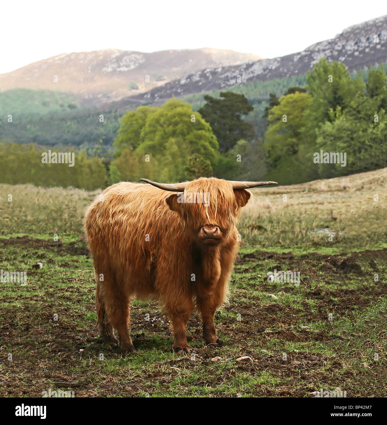 Highland Cow in Scotland Stock Photo - Alamy