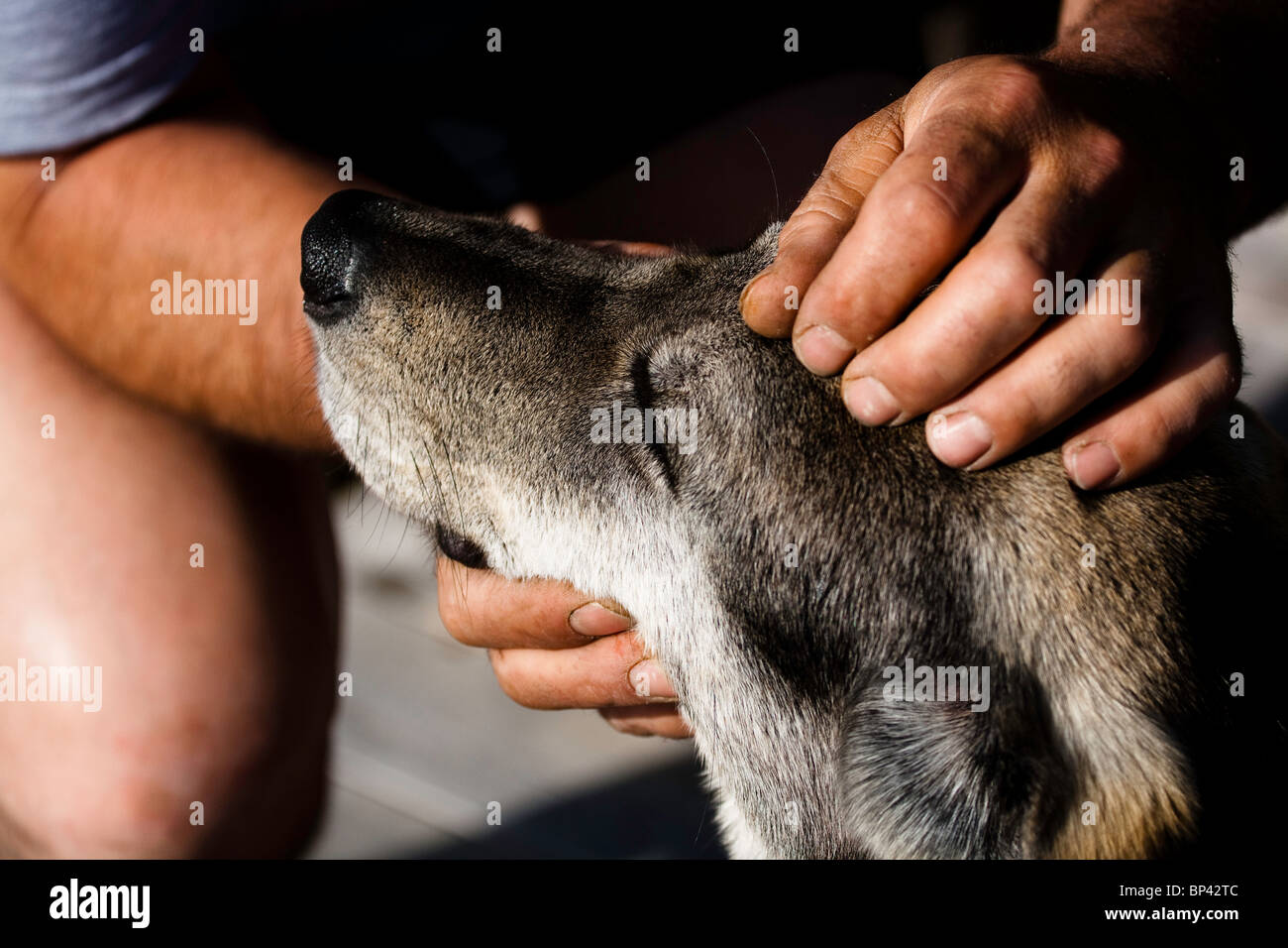 Man dog face to face hi-res stock photography and images - Alamy