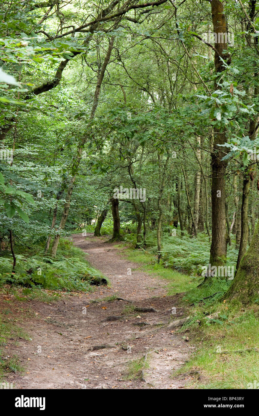 Way through the Woods Stock Photo - Alamy