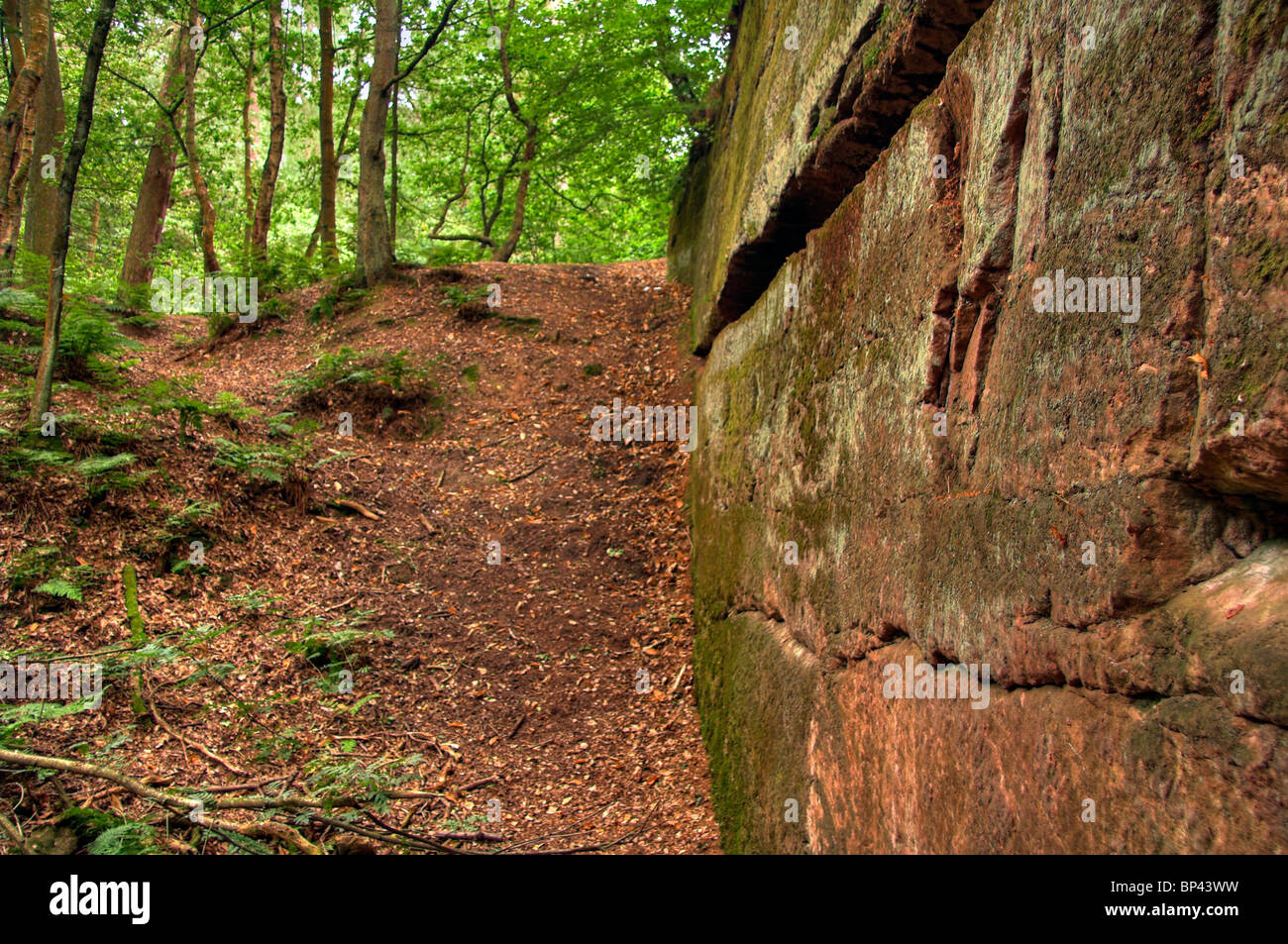 Woodland, The Edge, Alderley Edge, Cheshire, England, UK Stock Photo ...