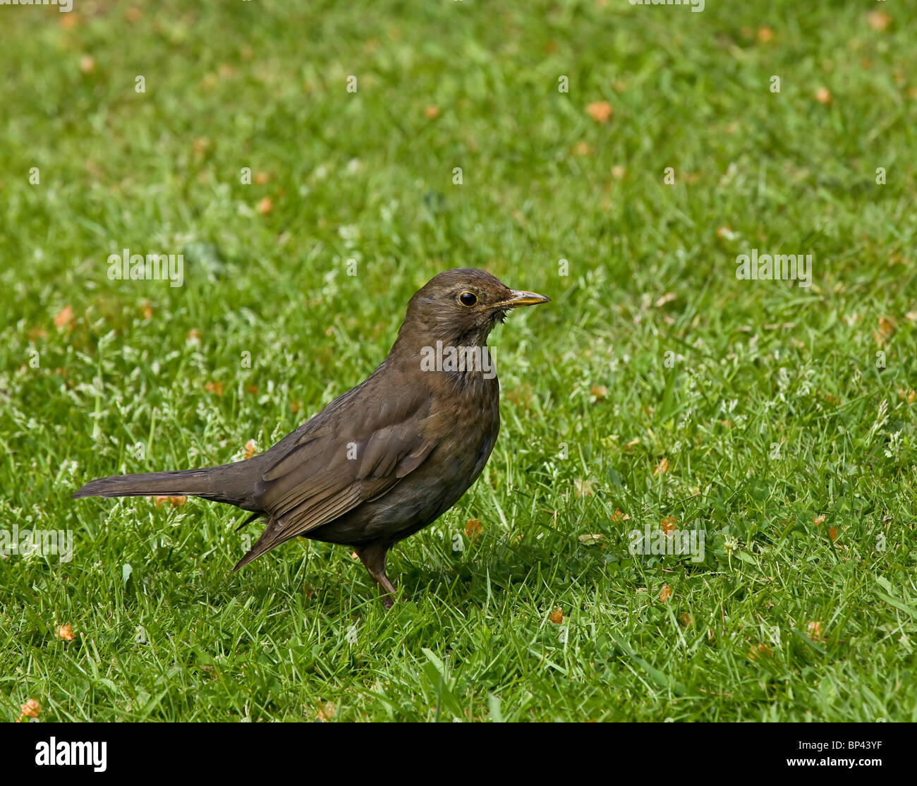 Female Common (European) Blackbird Stock Photo - Alamy