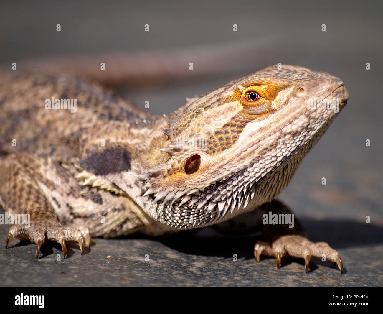 Bearded Dragon, Captive breed, UK Stock Photo - Alamy
