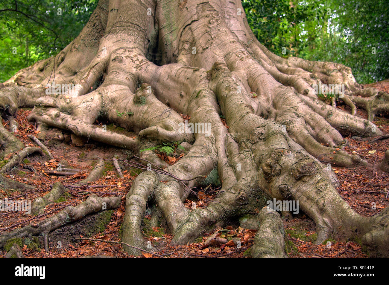 Gnarled tree roots, The Edge, Alderley Edge, Cheshire, England, UK ...