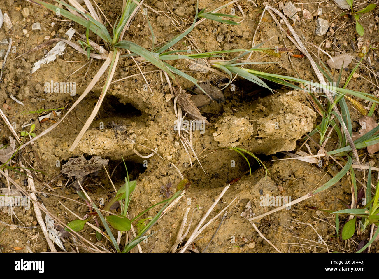Moose footprint hi-res stock photography and images - Alamy