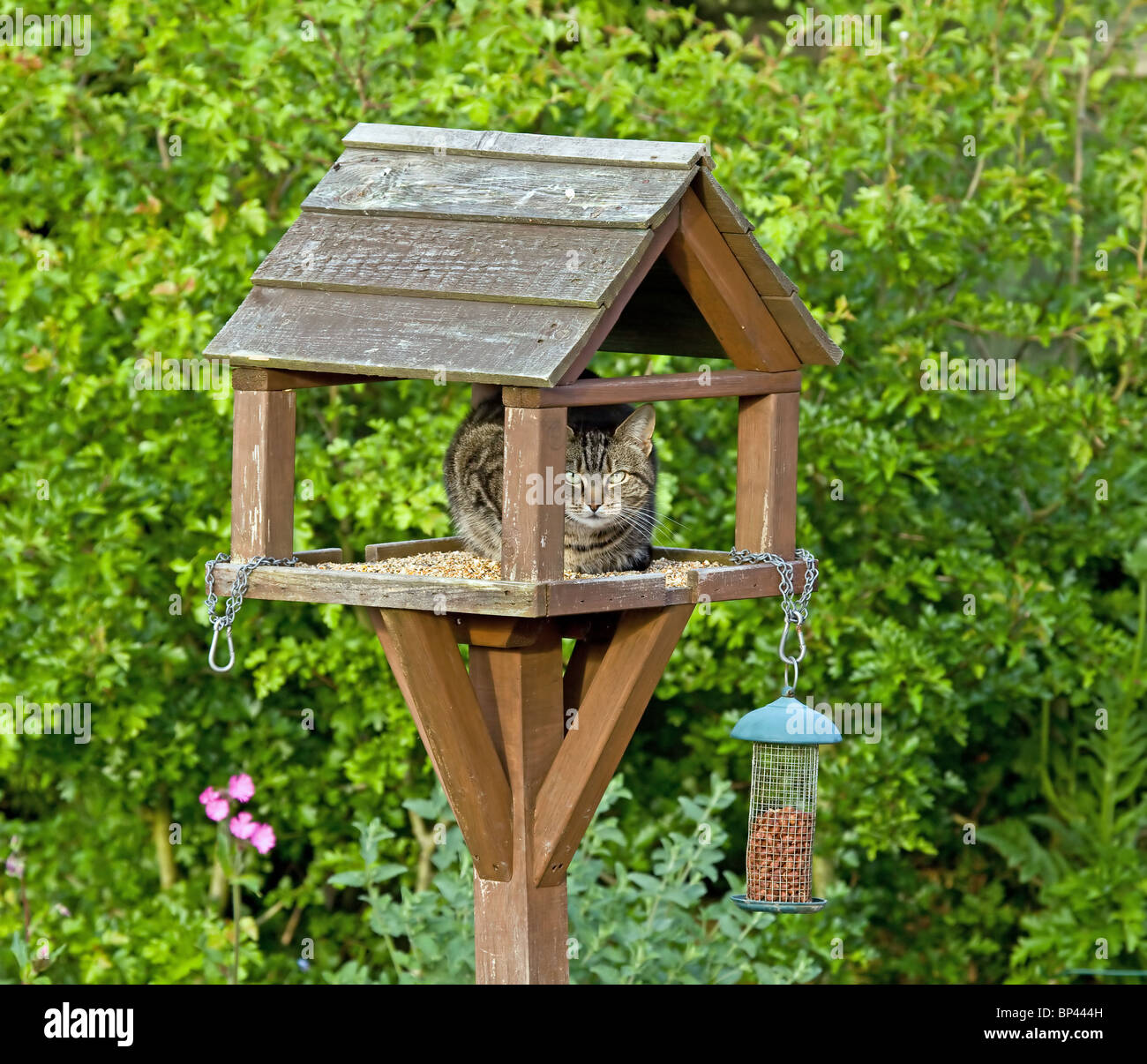 Cat pounce on bird hi-res stock photography and images - Alamy