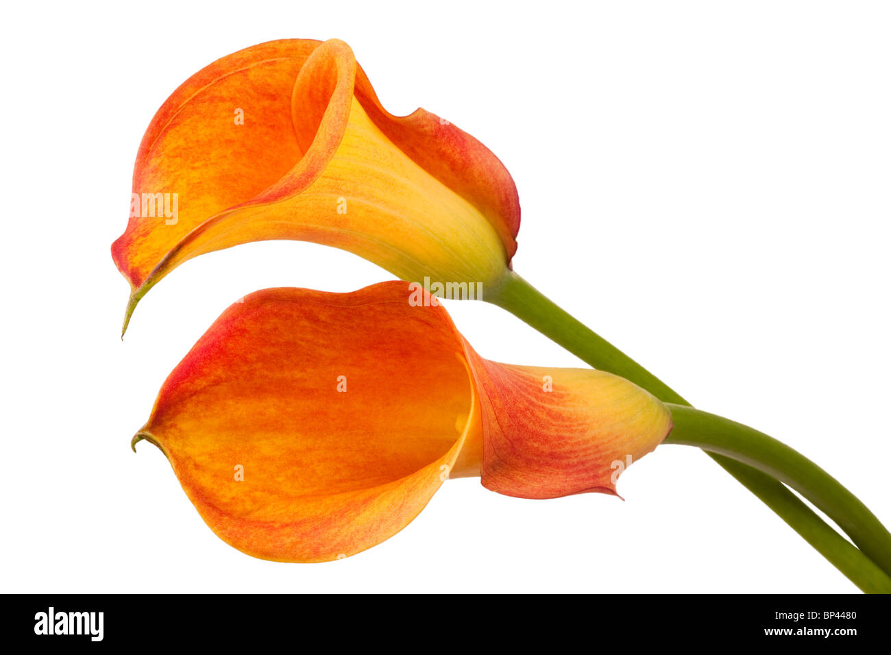 A pair of orange Calla Lily flowers on a white back ground Stock Photo ...