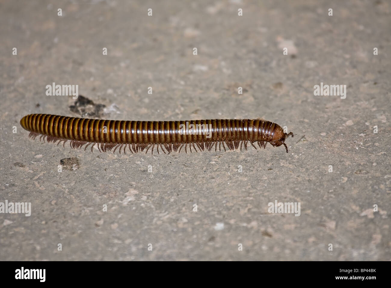 Giant millipede hi-res stock photography and images - Alamy