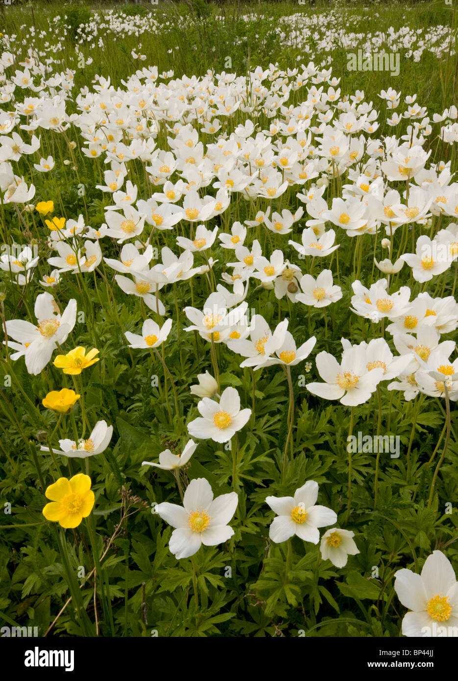 Snowdrop Windflower, Anemone sylvestris in masses on Saarema, Estonia ...